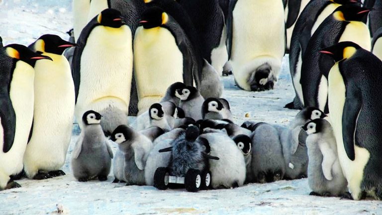 Baby penguin robot parties with emperor penguins in Antarctica…almost ...