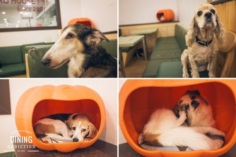 This café lets you play with puppies while you drink your coffee