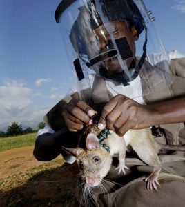 Giant rats are becoming highly-trained bomb detectors and saving ...