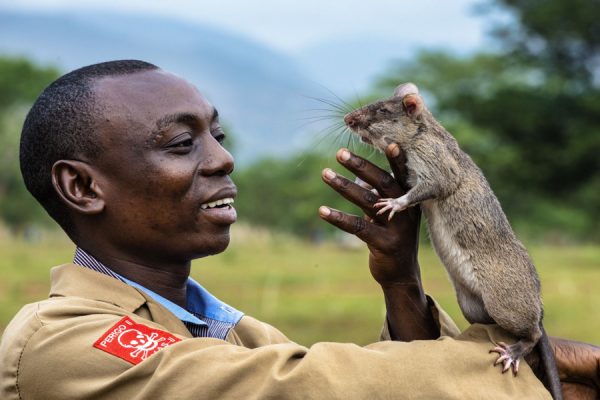 Giant rats are becoming highly-trained bomb detectors and saving ...