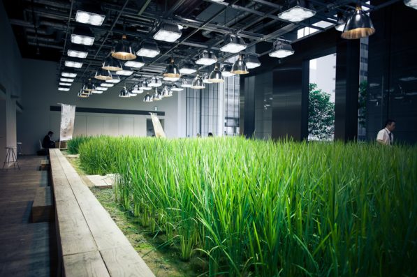 These office workers share their cubicles with an urban farm