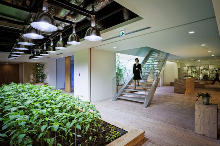 These office workers share their cubicles with an urban farm