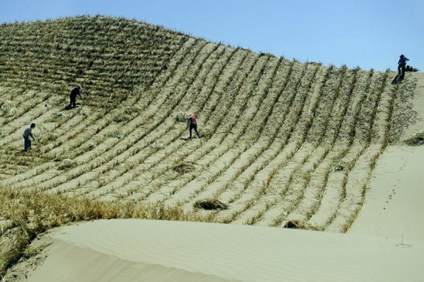 China is building a Great Green Wall of trees to stop desertification