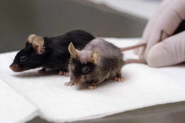 Scientists may have just found the key to reversing the aging process