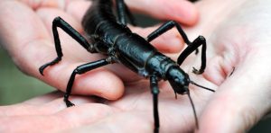 An ancient volcanic island hid this insect for 80 years while the world ...