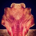 Artist uses bones and skulls as a canvas to create intricate works of art