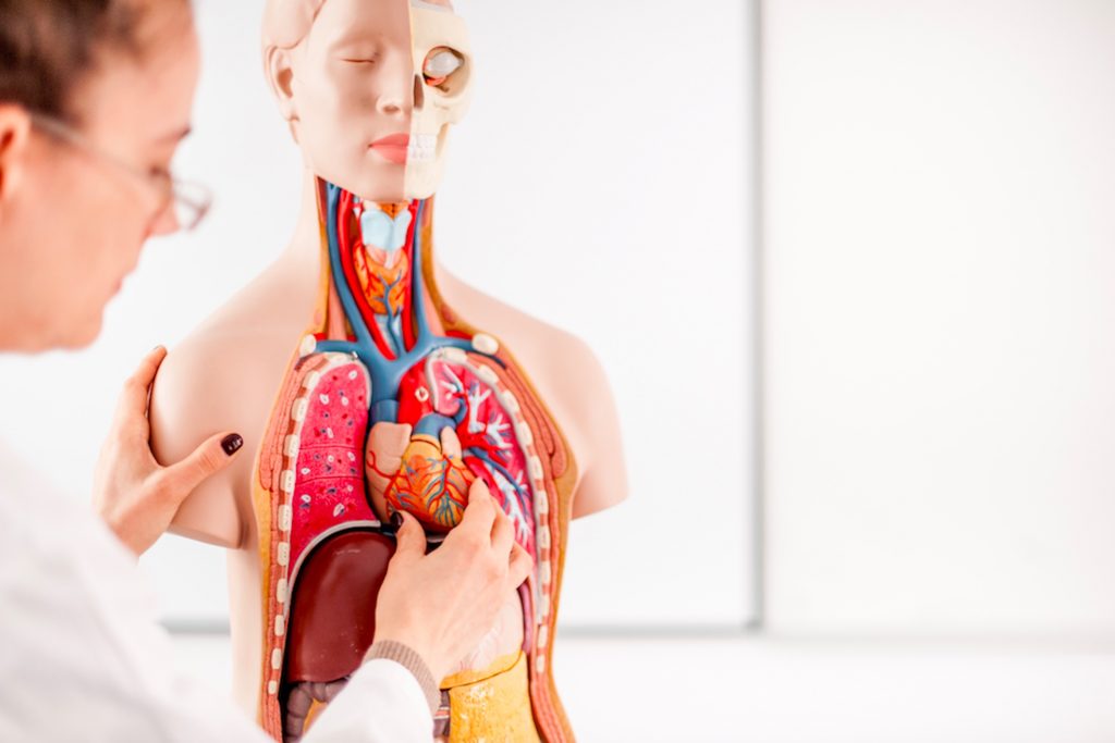 Scientists have found a new organ in the human body – here’s what you ...